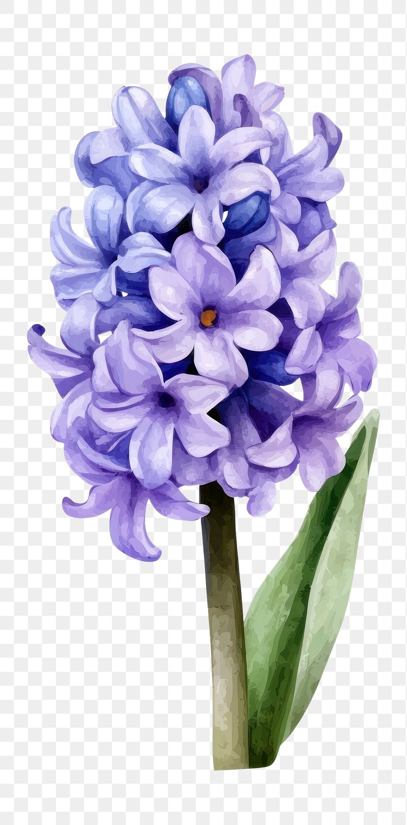 PNG Hyacinth flower watercolor hyacinth | Free PNG - rawpixel