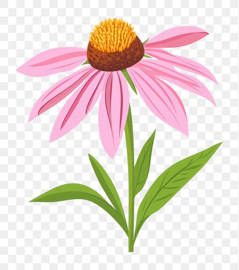 PNG Coneflower wildflower illustration watercolor | Free PNG - rawpixel
