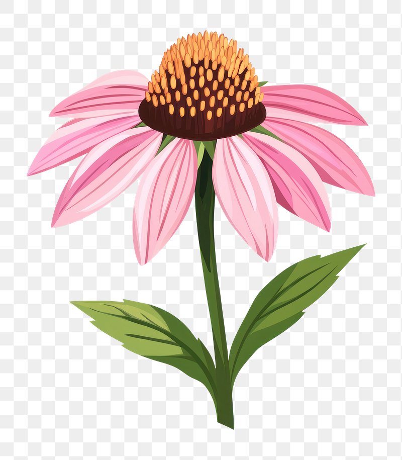 PNG Coneflower wildflower illustration watercolor | Free PNG - rawpixel
