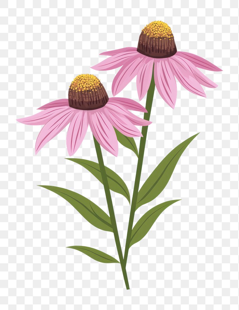 PNG Coneflowers wildflower clip art | Free PNG - rawpixel