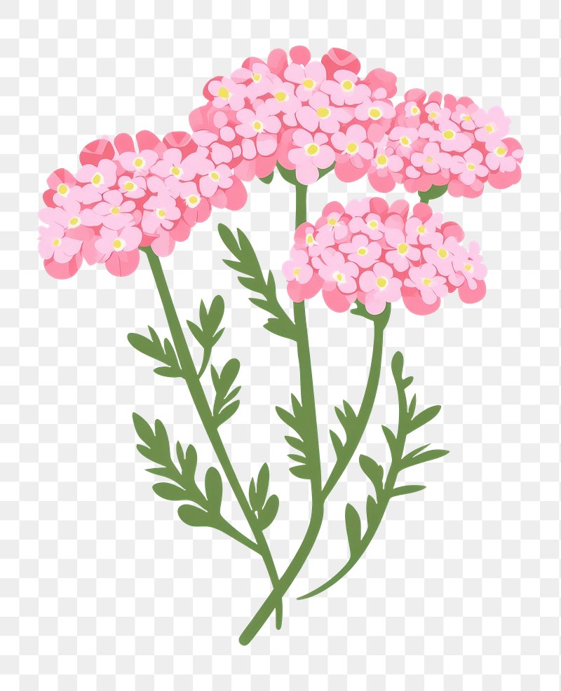 PNG pink Yarrow wildflower clip | Free PNG - rawpixel