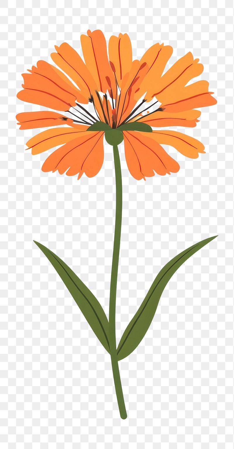 PNG An orange Autumn Hawkbit | Free PNG - rawpixel