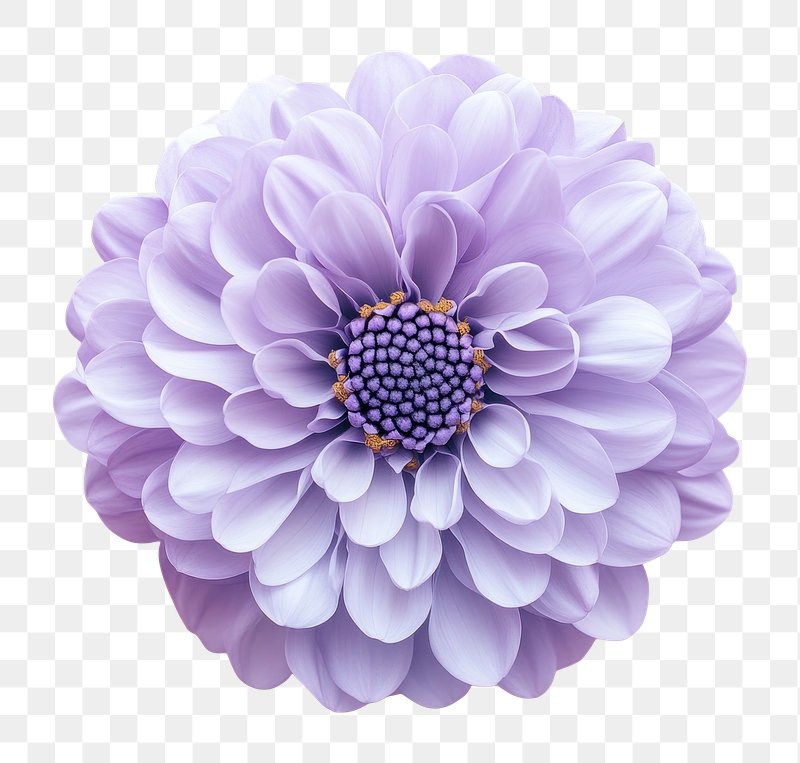 Violet PNG Images | Free Photos, PNG Stickers, Wallpapers & Backgrounds ...