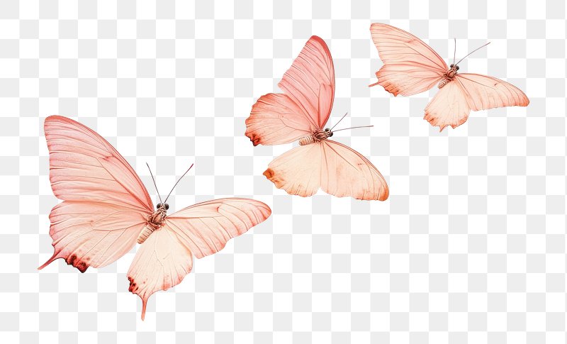 Flying Butterflies Png
