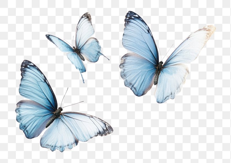 Flying Butterfly PNG Images | Free Photos, PNG Stickers, Wallpapers ...
