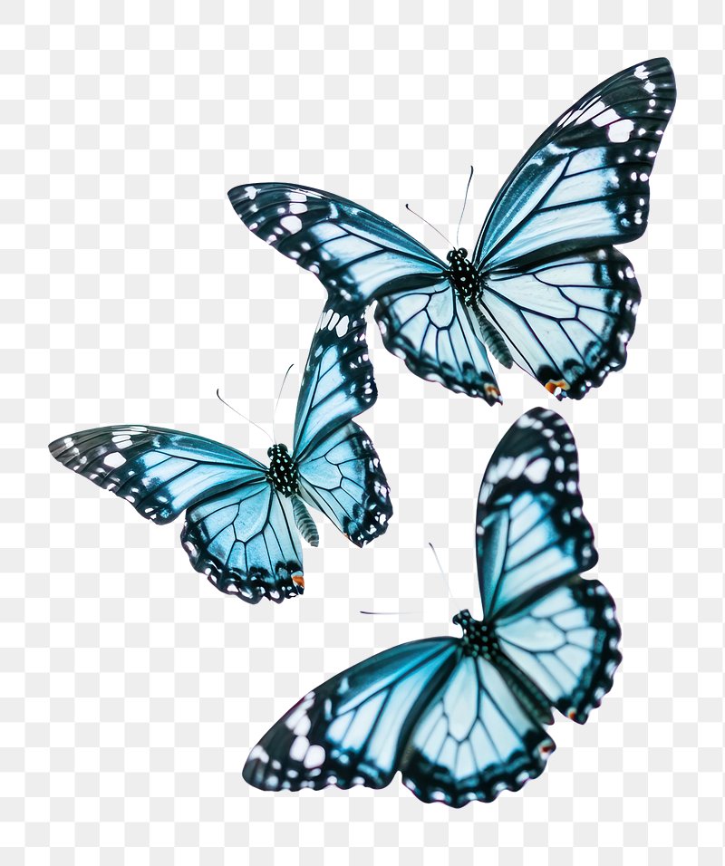 Flying Butterfly PNG Images | Free Photos, PNG Stickers, Wallpapers ...