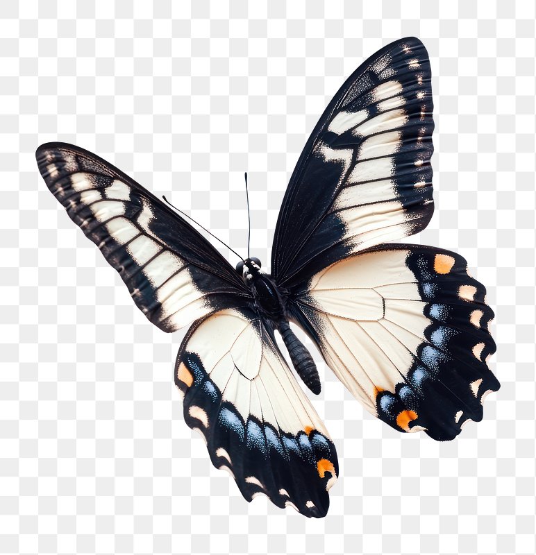 Butterfly Template PNG Images | Free Photos, PNG Stickers, Wallpapers ...