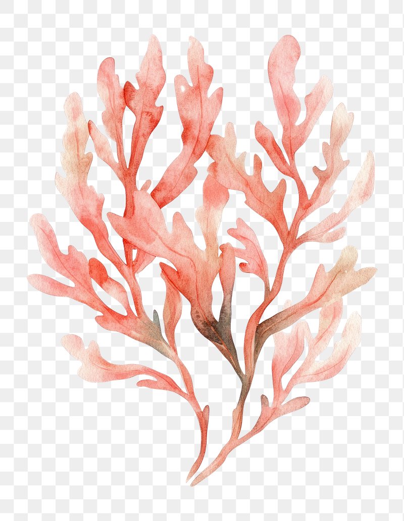 Coral Transparent Images | Free Photos, PNG Stickers, Wallpapers ...