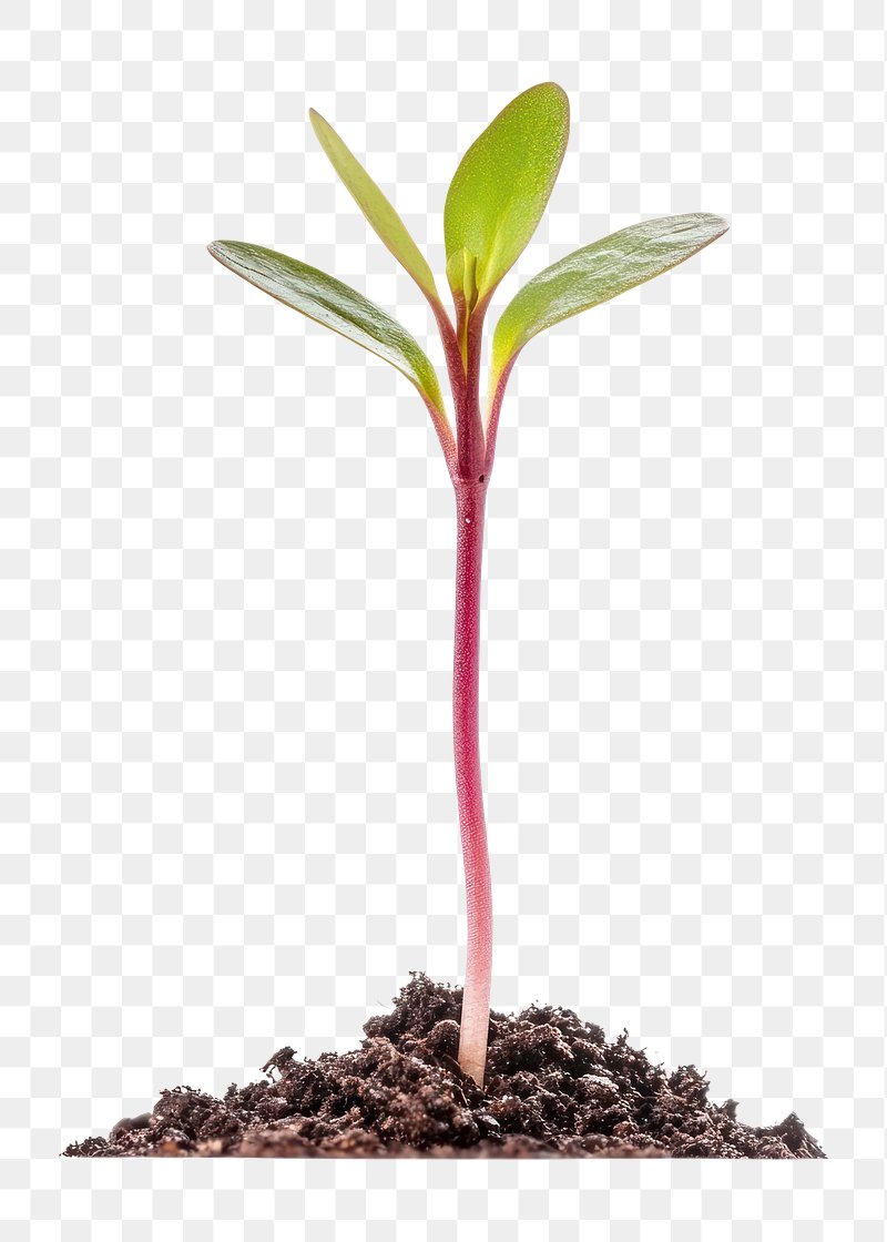 Seedlings PNG Images | Free Photos, PNG Stickers, Wallpapers ...