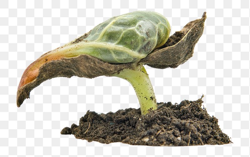 Seedlings PNG Images | Free Photos, PNG Stickers, Wallpapers ...