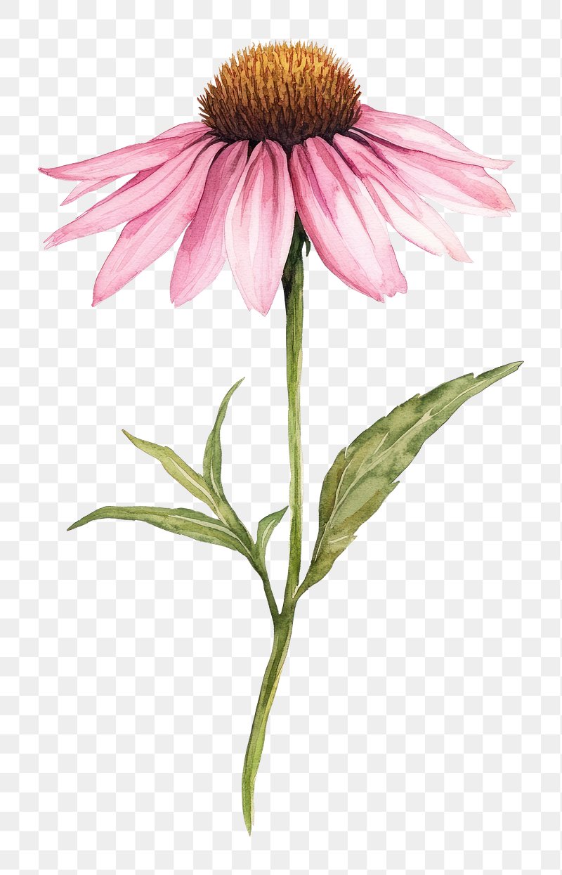 PNG Coneflower wildflower illustration watercolor | Free PNG - rawpixel