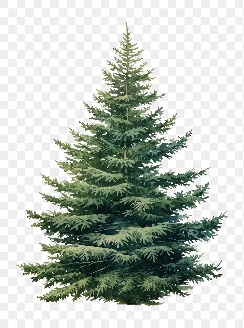 Spruce PNG Images | Free Photos, PNG Stickers, Wallpapers & Backgrounds ...