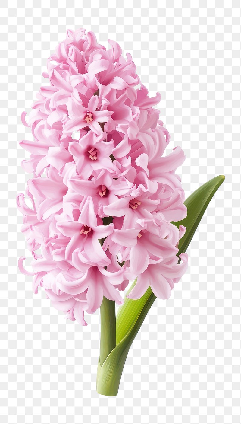 PNG Blue hyacinth flowers border | Free PNG - rawpixel