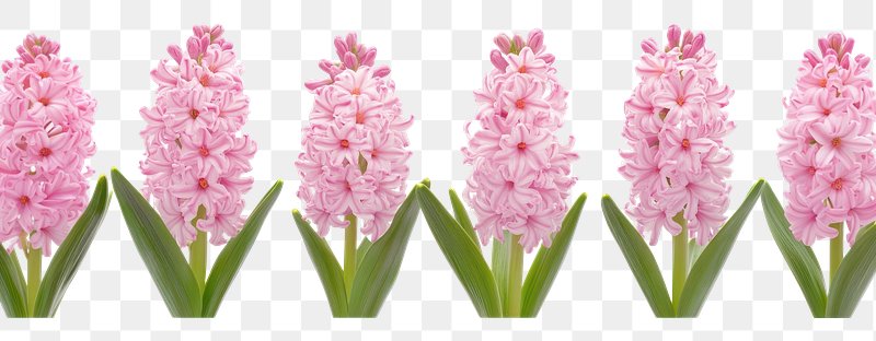 PNG Blue hyacinth flowers border | Free PNG - rawpixel