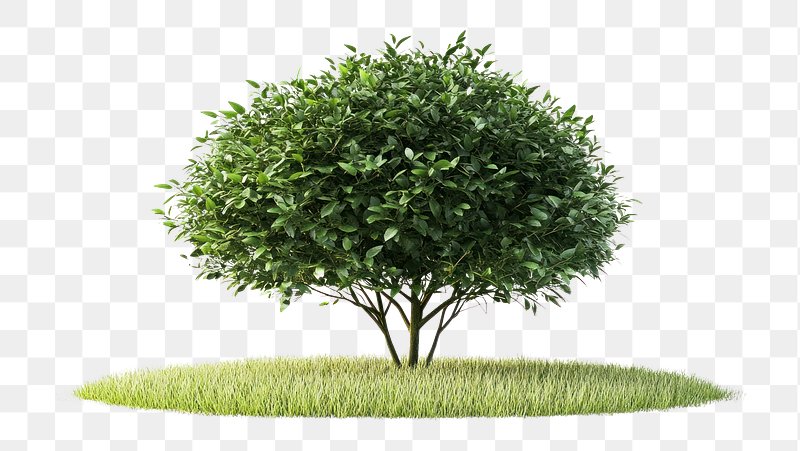 PNG Bush grass tree vegetation. | Free PNG - rawpixel