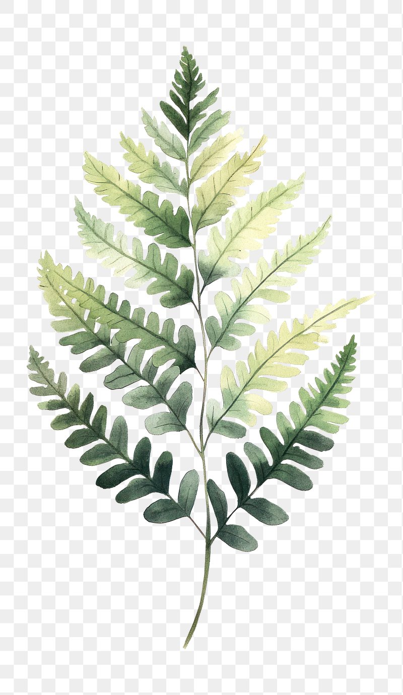 Fern Transparent PNG Images | Free Photos, PNG Stickers, Wallpapers ...