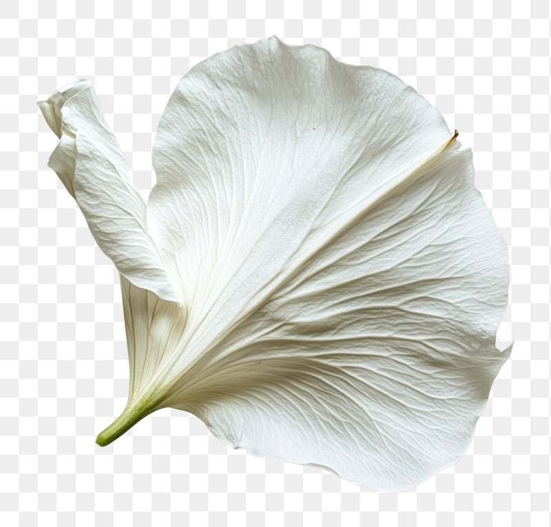 Moonflower PNG Images | Free Photos, PNG Stickers, Wallpapers ...