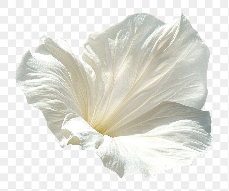 Moonflower PNG Images | Free Photos, PNG Stickers, Wallpapers ...