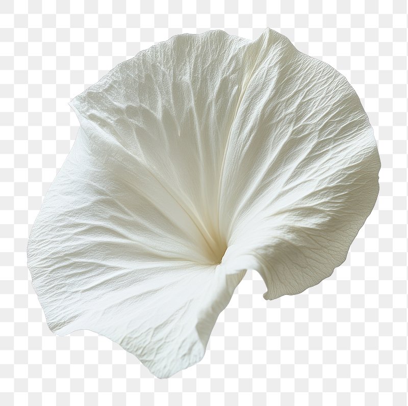 Moonflower PNG Images | Free Photos, PNG Stickers, Wallpapers ...