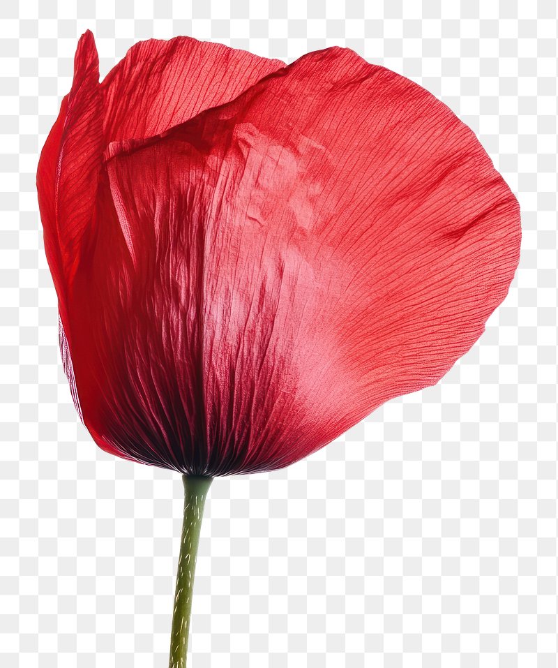 Poppy Background Images | Free Photos, PNG Stickers, Wallpapers ...