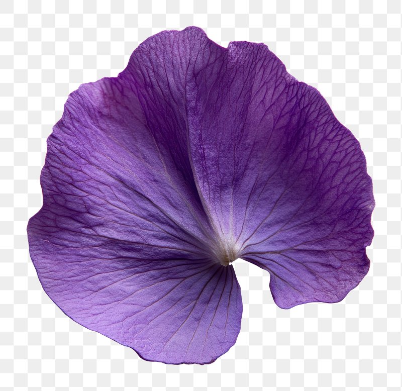 Violet PNG Images | Free Photos, PNG Stickers, Wallpapers & Backgrounds ...