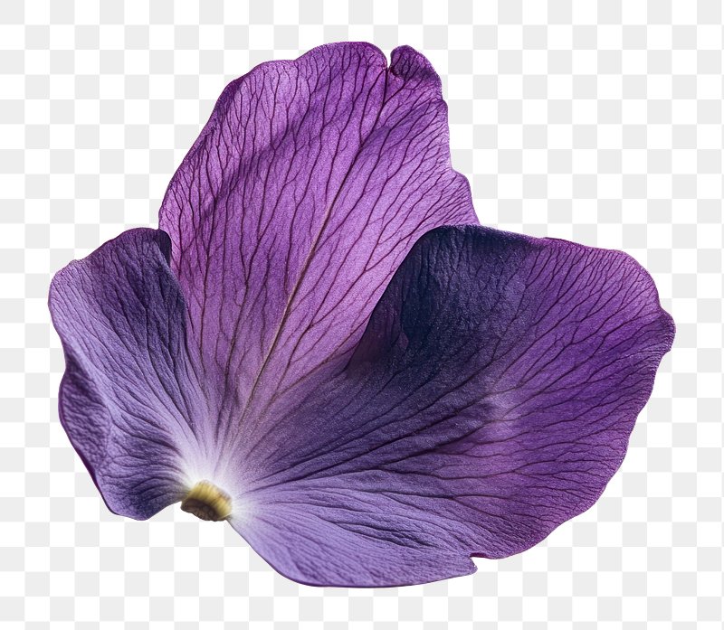 Violet PNG Images | Free Photos, PNG Stickers, Wallpapers & Backgrounds ...