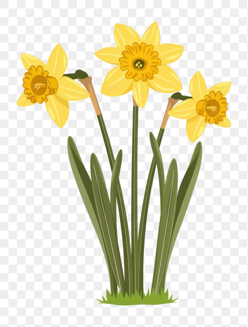 PNG Daffodills daffodils illustration flower. | Free PNG - rawpixel