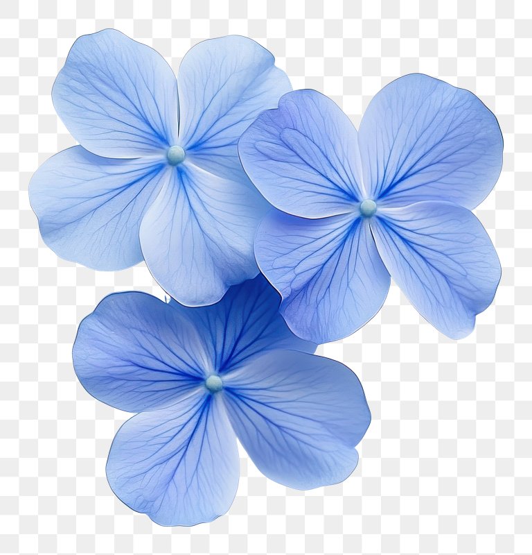 Blue Flower Transparent PNG Images | Free Photos, PNG Stickers ...