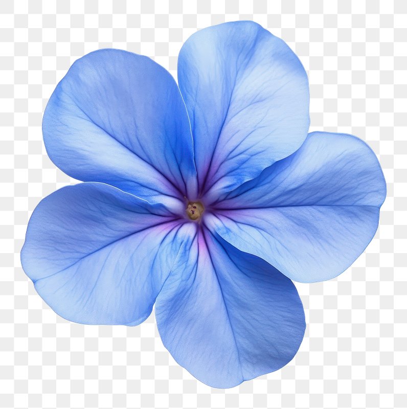 Blue Flower Transparent PNG Images | Free Photos, PNG Stickers ...