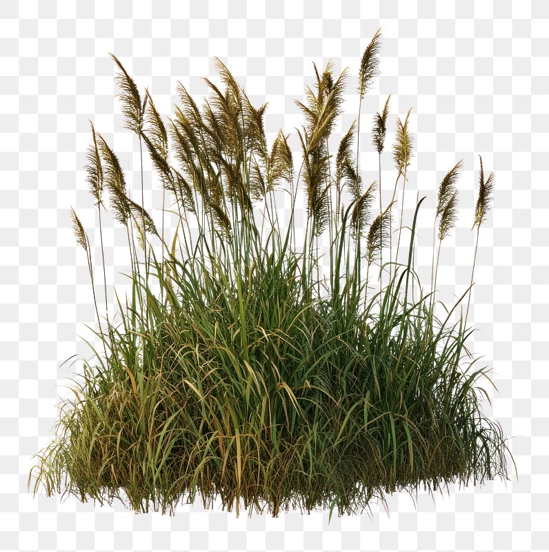 Reed PNG Images | Free Photos, PNG Stickers, Wallpapers & Backgrounds ...