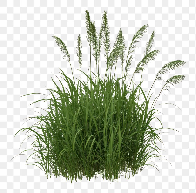 Reed PNG Images | Free Photos, PNG Stickers, Wallpapers & Backgrounds ...