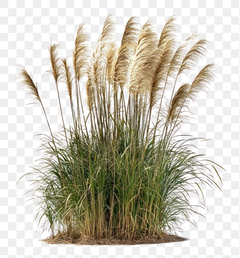 Reed PNG Images | Free Photos, PNG Stickers, Wallpapers & Backgrounds ...