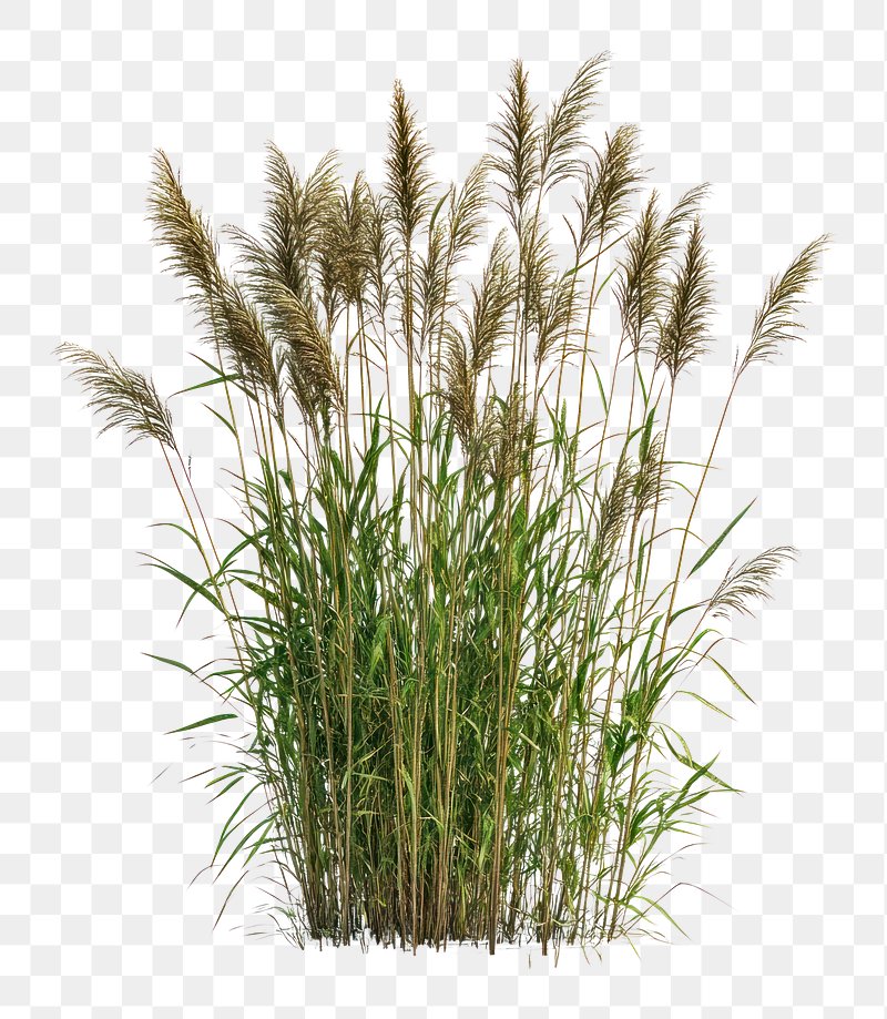 Reed PNG Images | Free Photos, PNG Stickers, Wallpapers & Backgrounds ...
