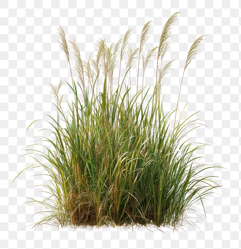 Reed PNG Images | Free Photos, PNG Stickers, Wallpapers & Backgrounds ...