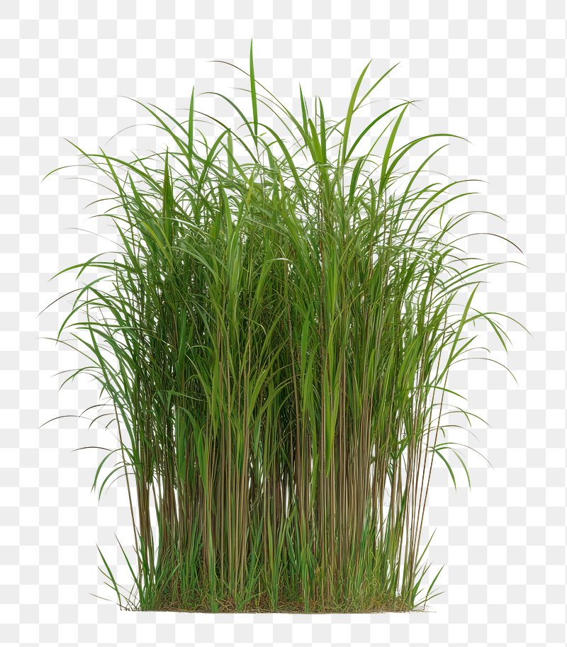 Reed PNG Images | Free Photos, PNG Stickers, Wallpapers & Backgrounds ...