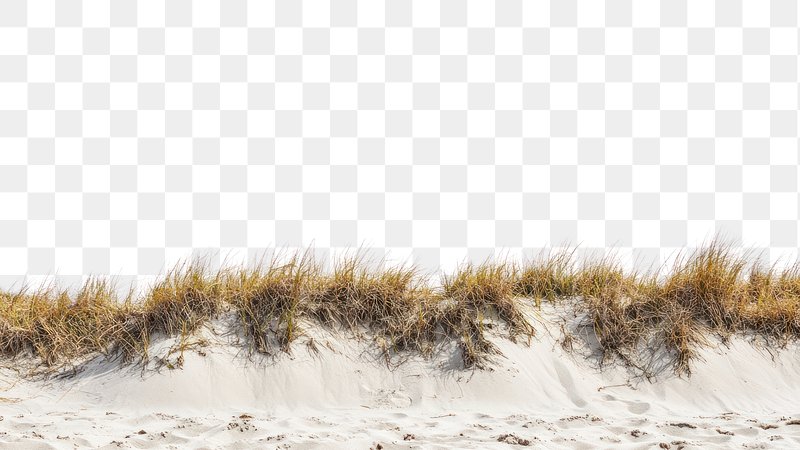 Beach Border Images | Free Photos, PNG Stickers, Wallpapers ...