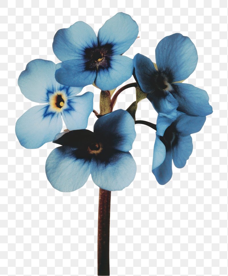PNG Forget me not flowers | Free PNG - rawpixel