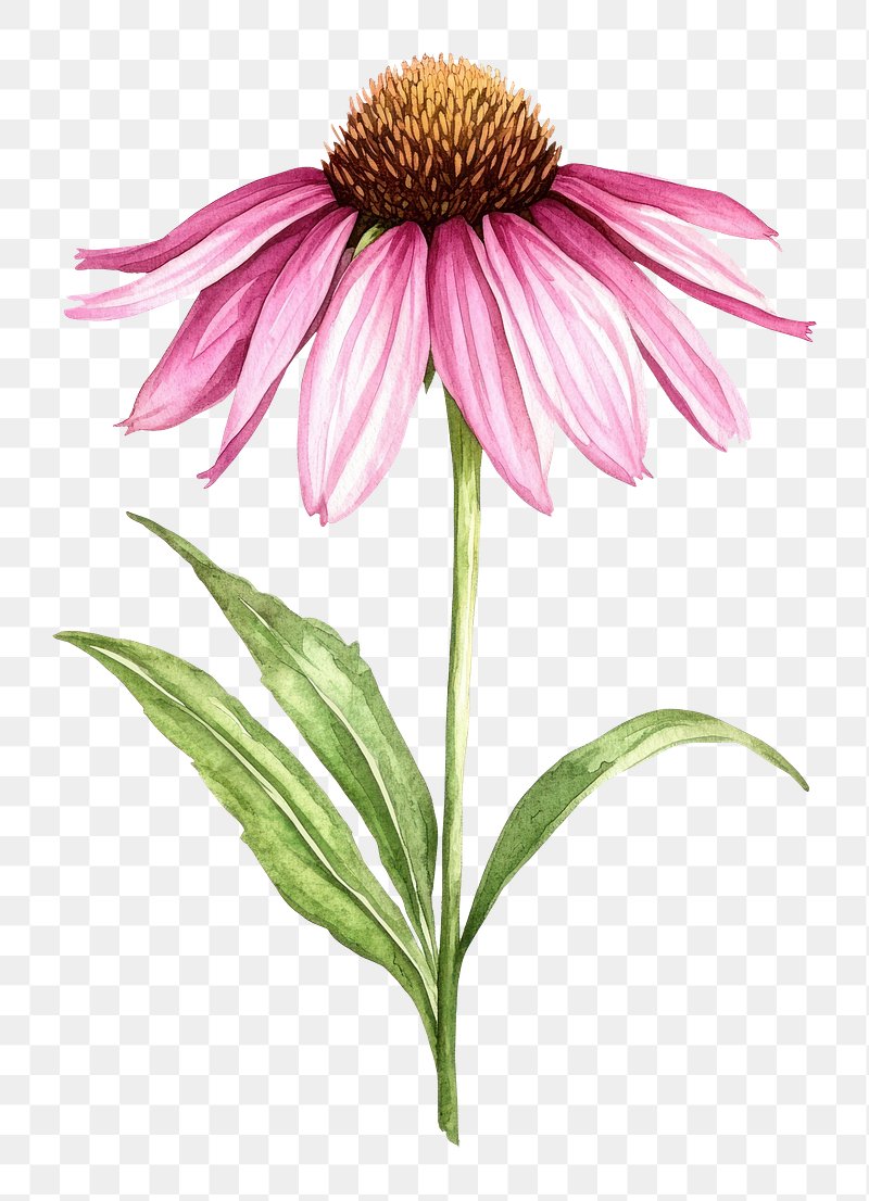 PNG Coneflower wildflower illustration watercolor | Free PNG - rawpixel
