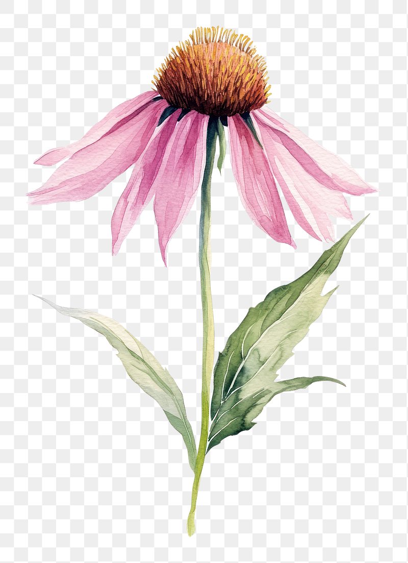 PNG Coneflower wildflower illustration watercolor | Free PNG - rawpixel