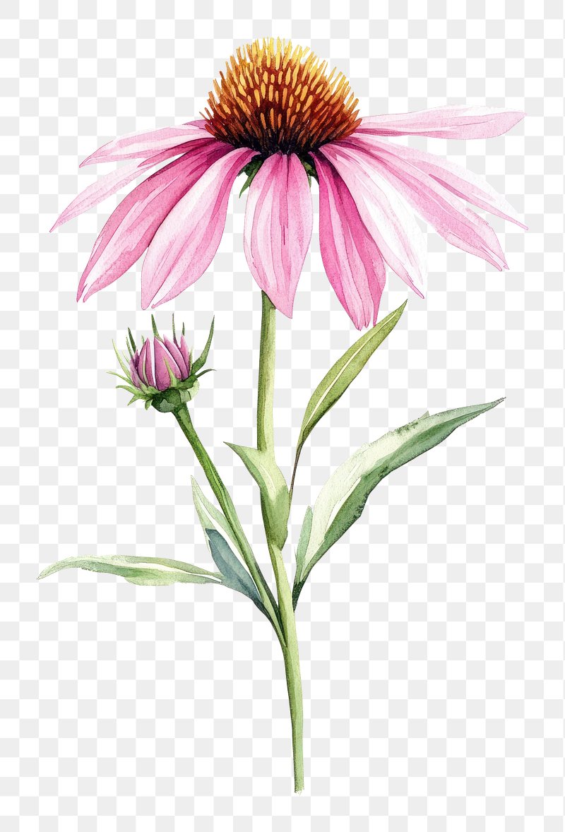 PNG Coneflower wildflower illustration watercolor | Free PNG - rawpixel