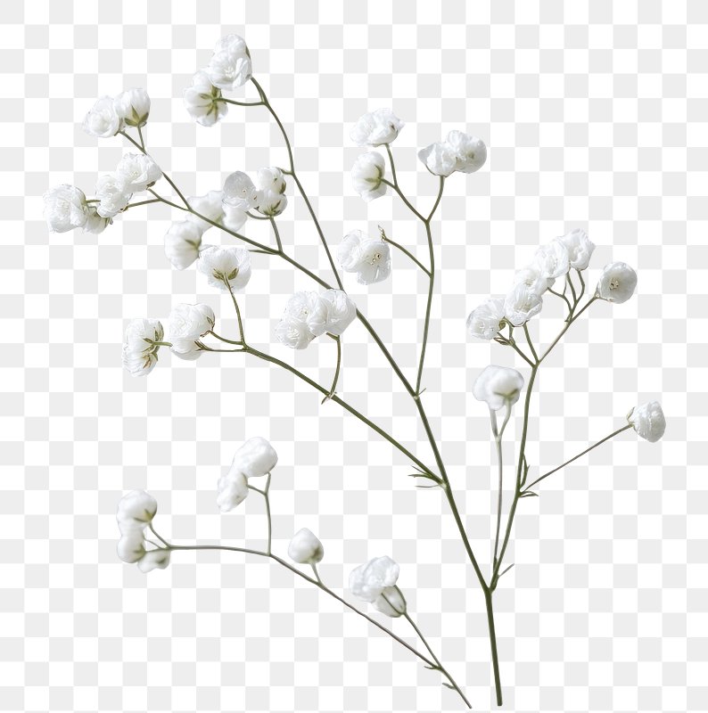 Gypsophila PNG Images | Free Photos, PNG Stickers, Wallpapers ...