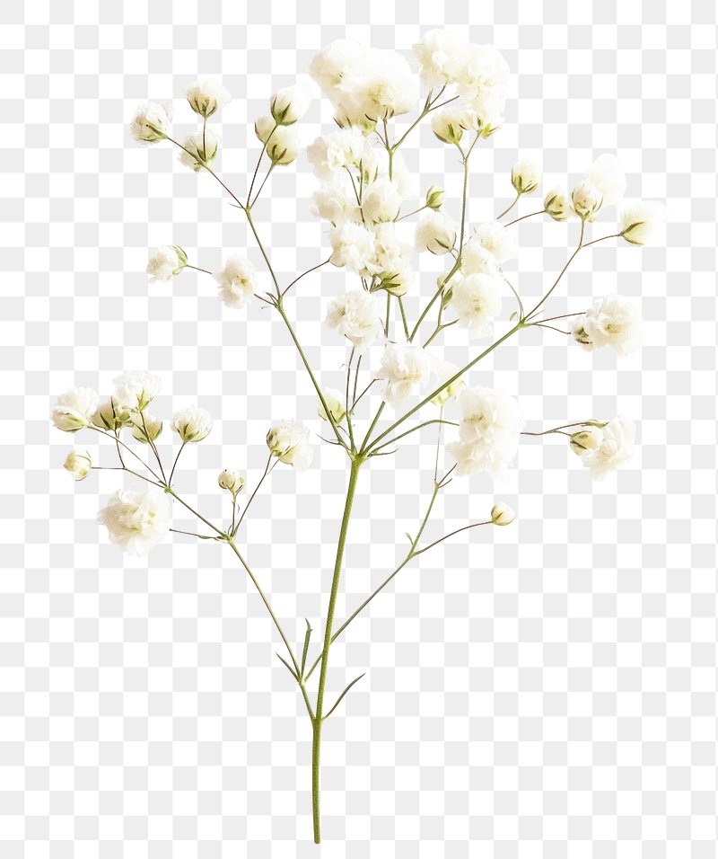 Gypsophila PNG Images | Free Photos, PNG Stickers, Wallpapers ...