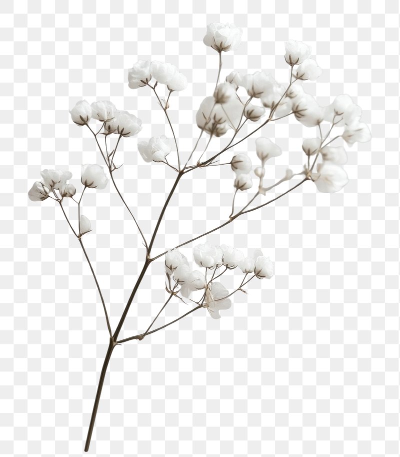 Gypsophila PNG Images | Free Photos, PNG Stickers, Wallpapers ...