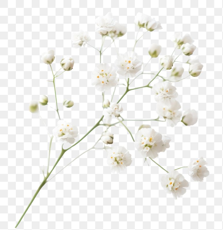 Gypsophila Flowers Images | Free Photos, PNG Stickers, Wallpapers ...