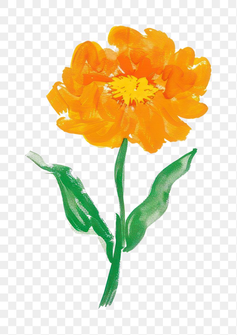 PNG Marigold flower illustration petals | Free PNG - rawpixel