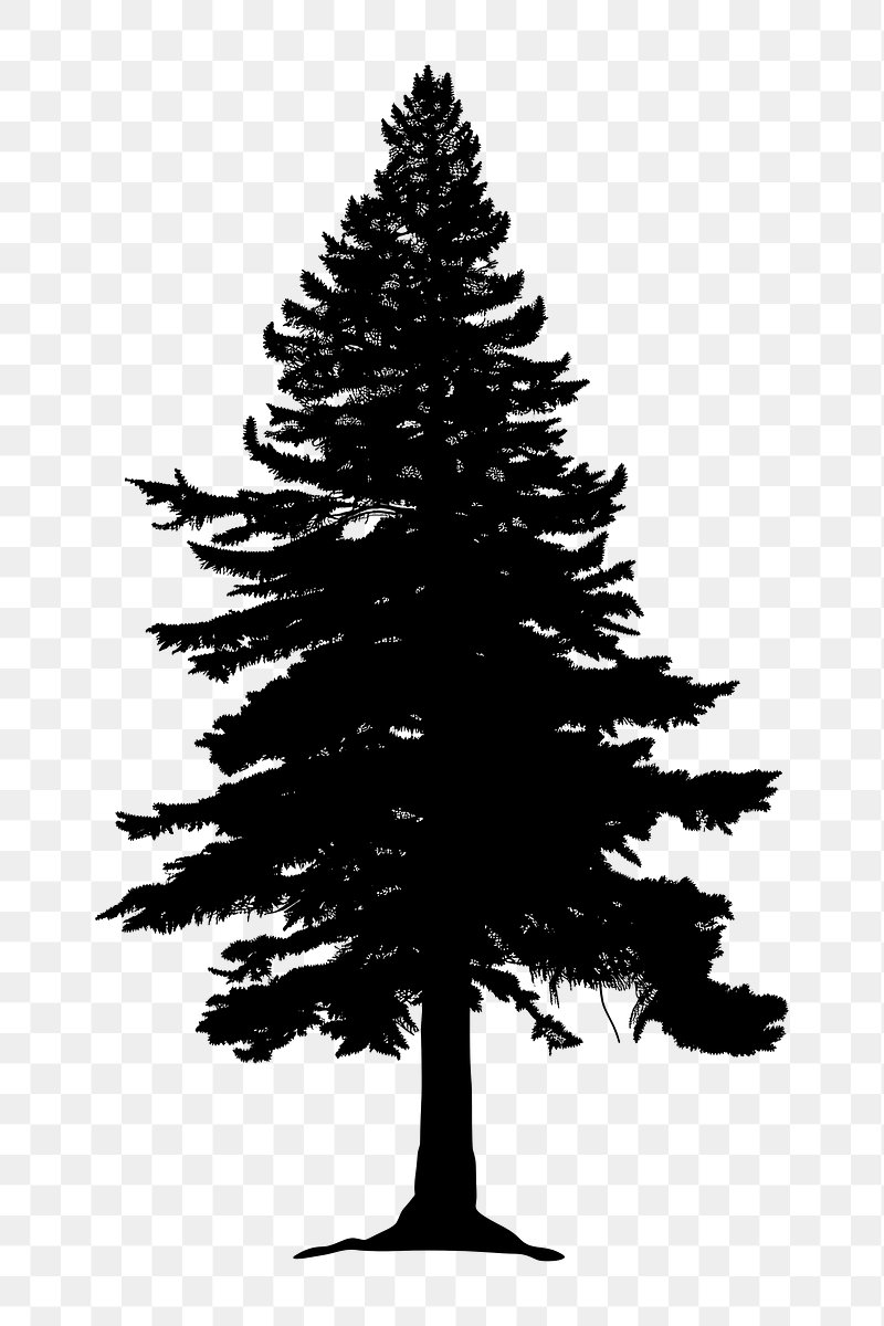 Tall Pine Tree Silhouette Images | Free Photos, PNG Stickers ...