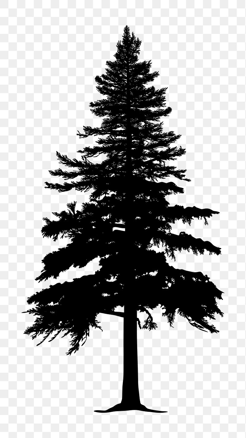 Forest Tall Pine Trees Silhouette PNG Images | Free Photos, PNG ...