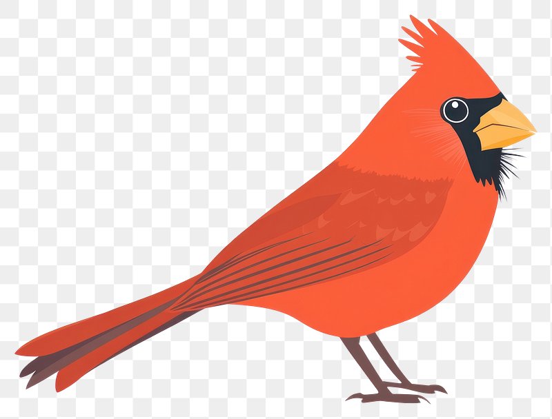 PNG Ruby Red Cardinal Flying | Free PNG - rawpixel