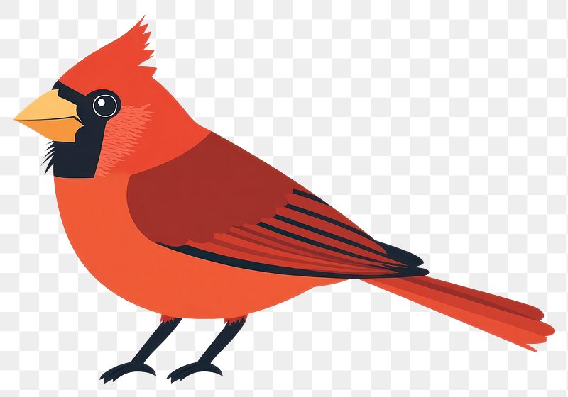 PNG Ruby Red Cardinal Flying | Free PNG - rawpixel