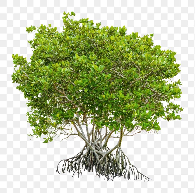 Mangrove Tree PNG Images | Free Photos, PNG Stickers, Wallpapers ...